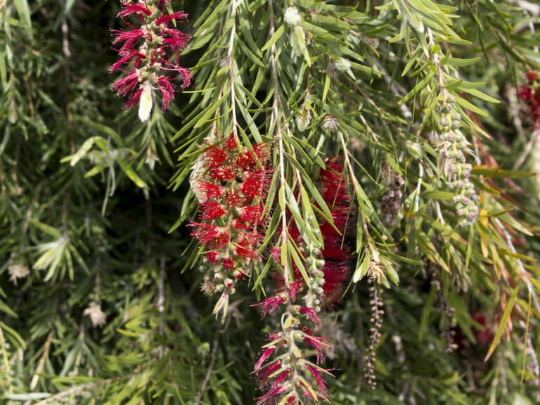 Callistemon Hannah Ray - Diaco's Garden Nursery and Garden Centre Callistemon Hannah Ray - Diaco's Garden Nursery and Garden Centre