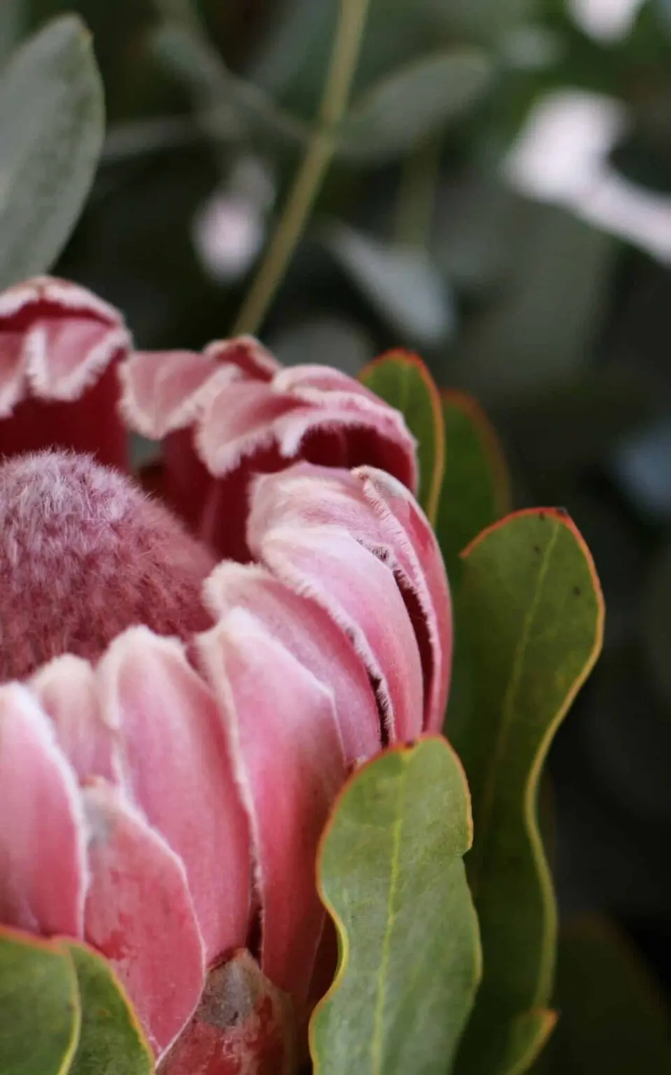 Australian Native Plants | Melbourne Garden Nursery | Diacos - Diaco’s ...