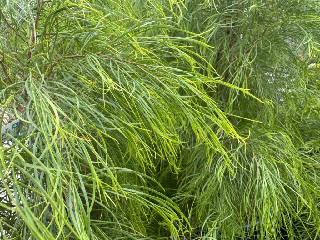 Acacia Lime Magik | Native Trees | Diaco’s Garden Nursery