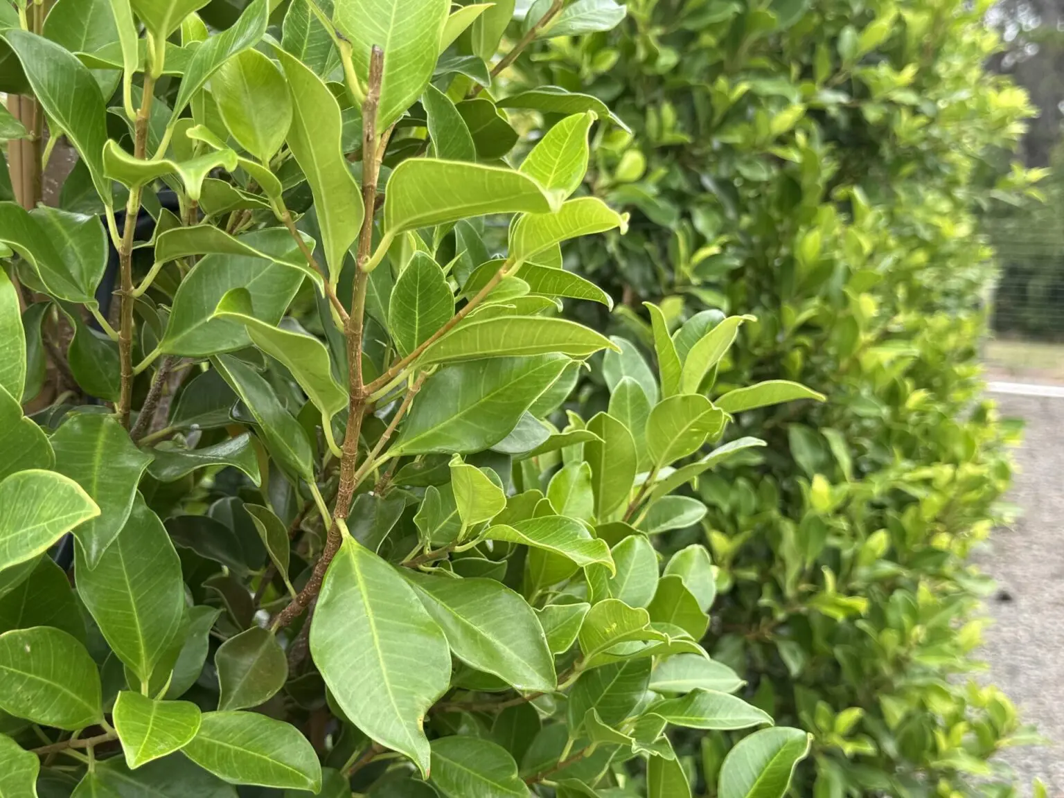 Ficus Flash | Hedging Plants | Diaco’s Garden Nursery