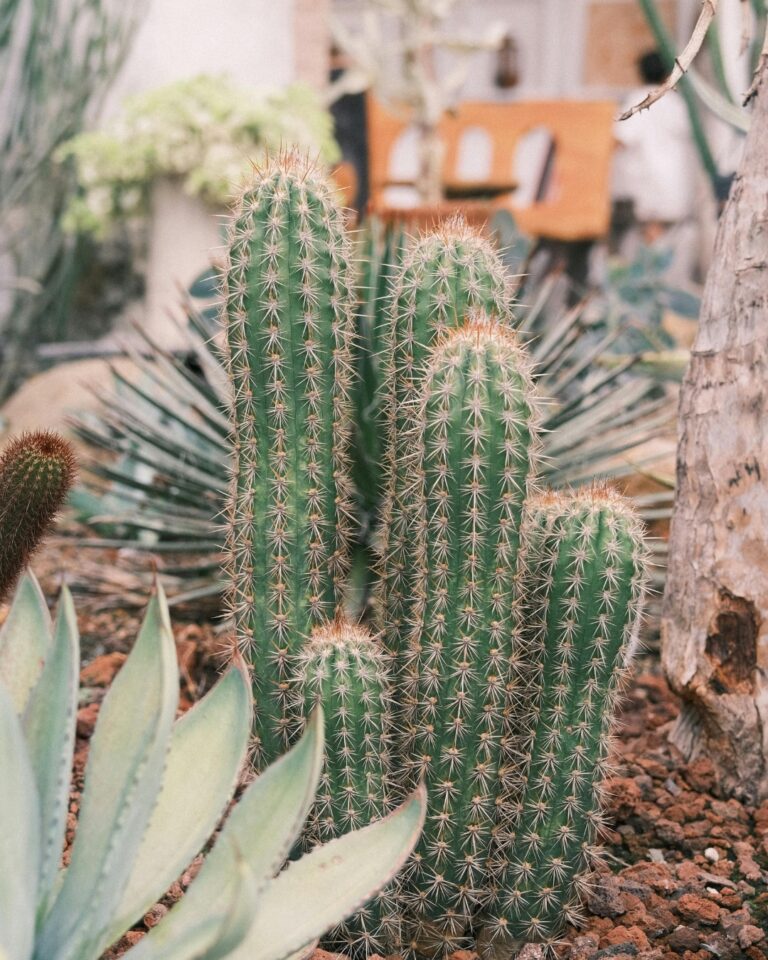 Succulents and Cactus | Melbourne | Diaco’s Garden Nursery