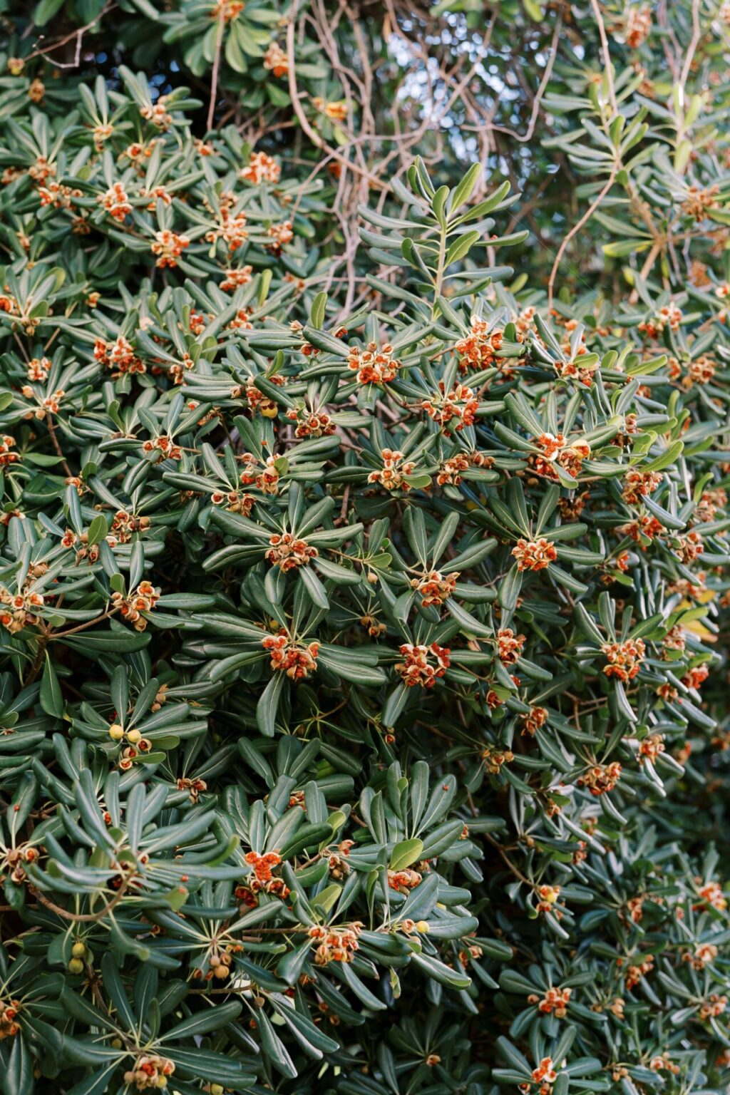 Screening Plants Melbourne - Diaco’s Garden Nursery